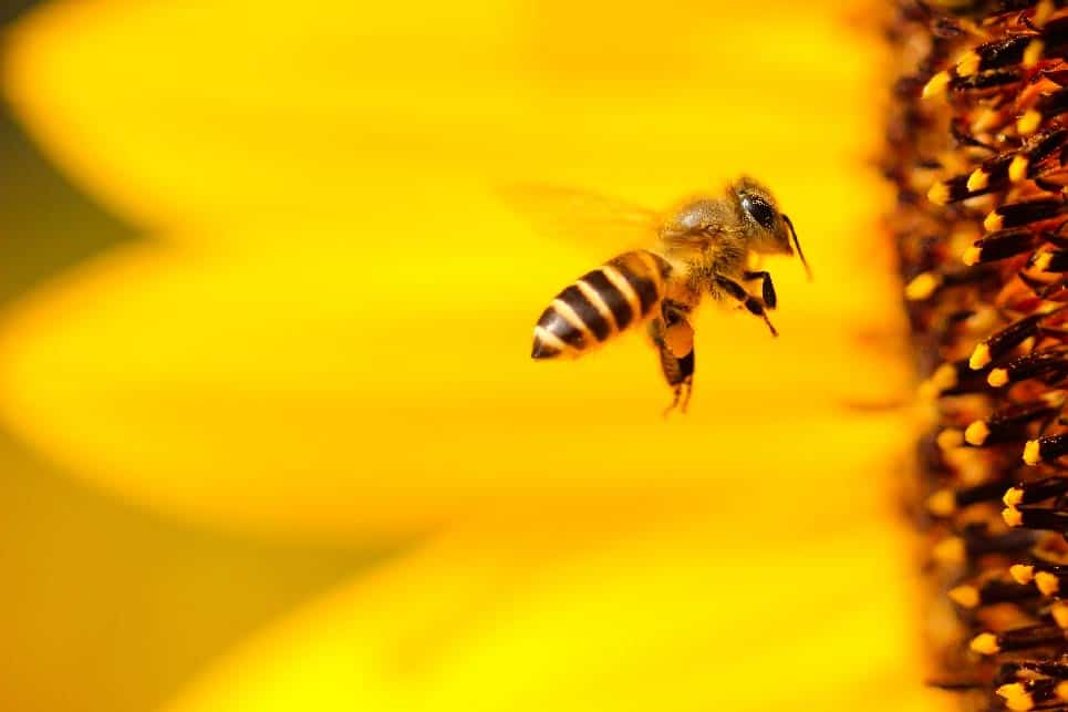 Beneficios de la cera de abeja para la piel
